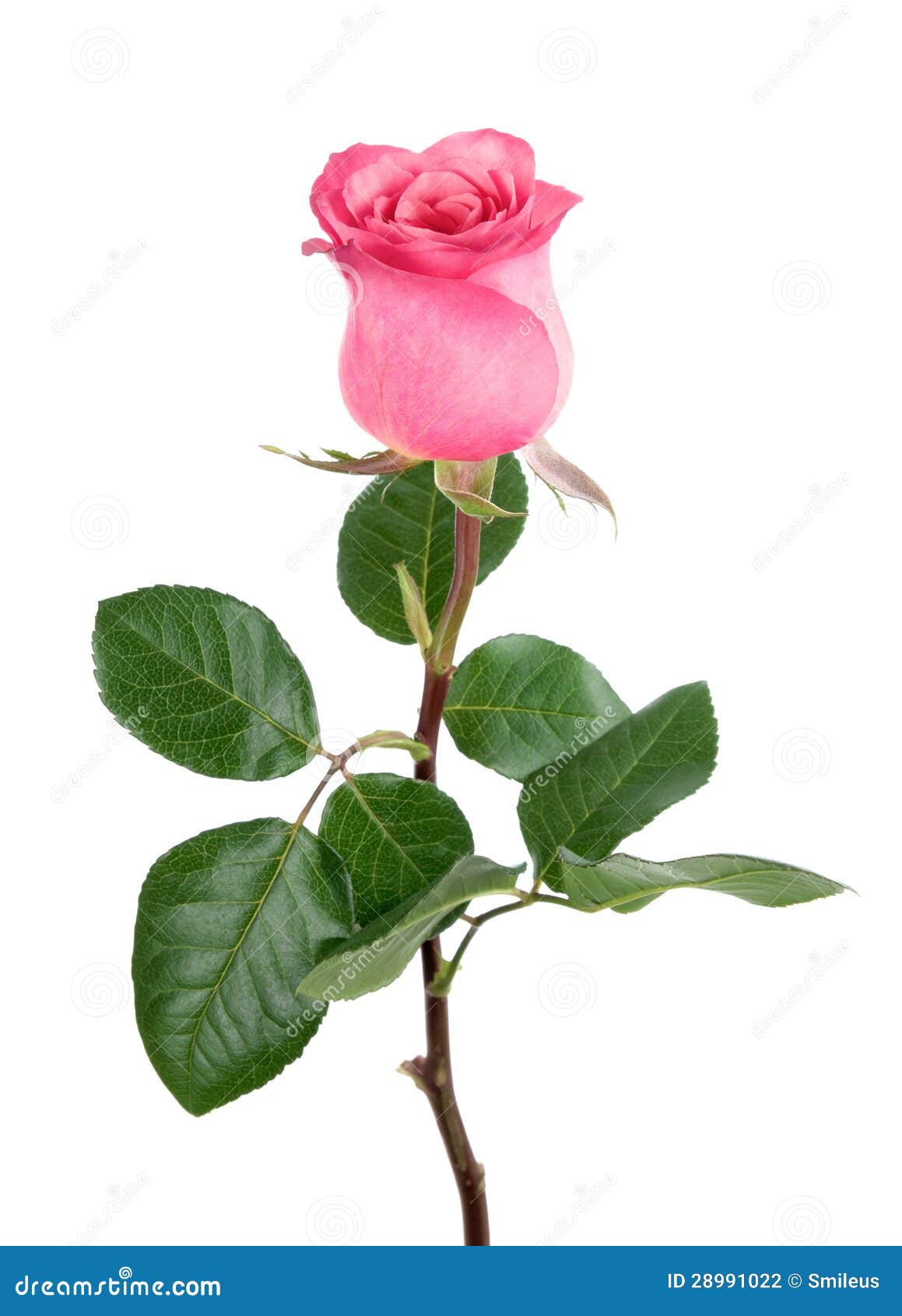 Gorgeous Pink Rose on White Stock Photo - Image of garden, isolated ...