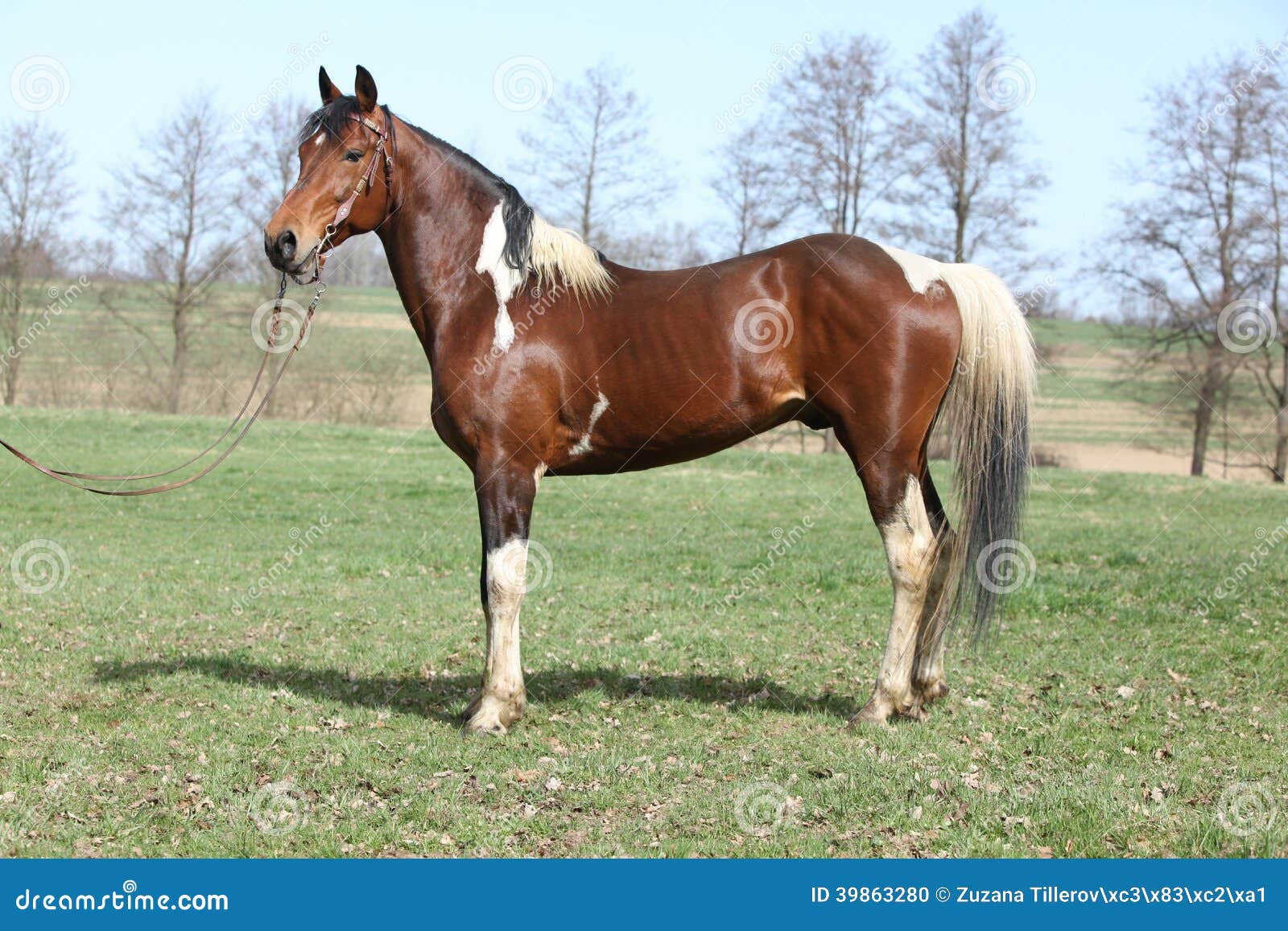 Gorgeous Pinto Stallion with Nice Bridle Stock Photo - Image of resting ...