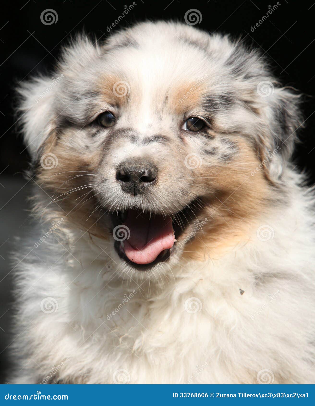 Gorgeous Puppy Smiling at You Stock Photo - Image of domestic, black ...