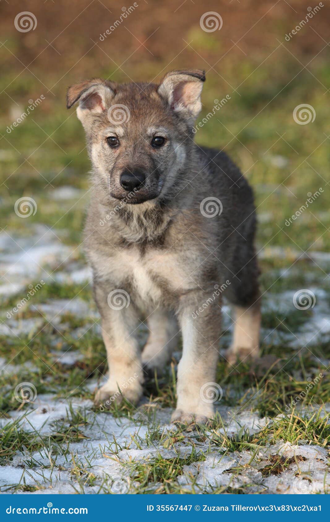Gorgeous Puppy of Wolfdog in Winter Stock Image - Image of obedient ...