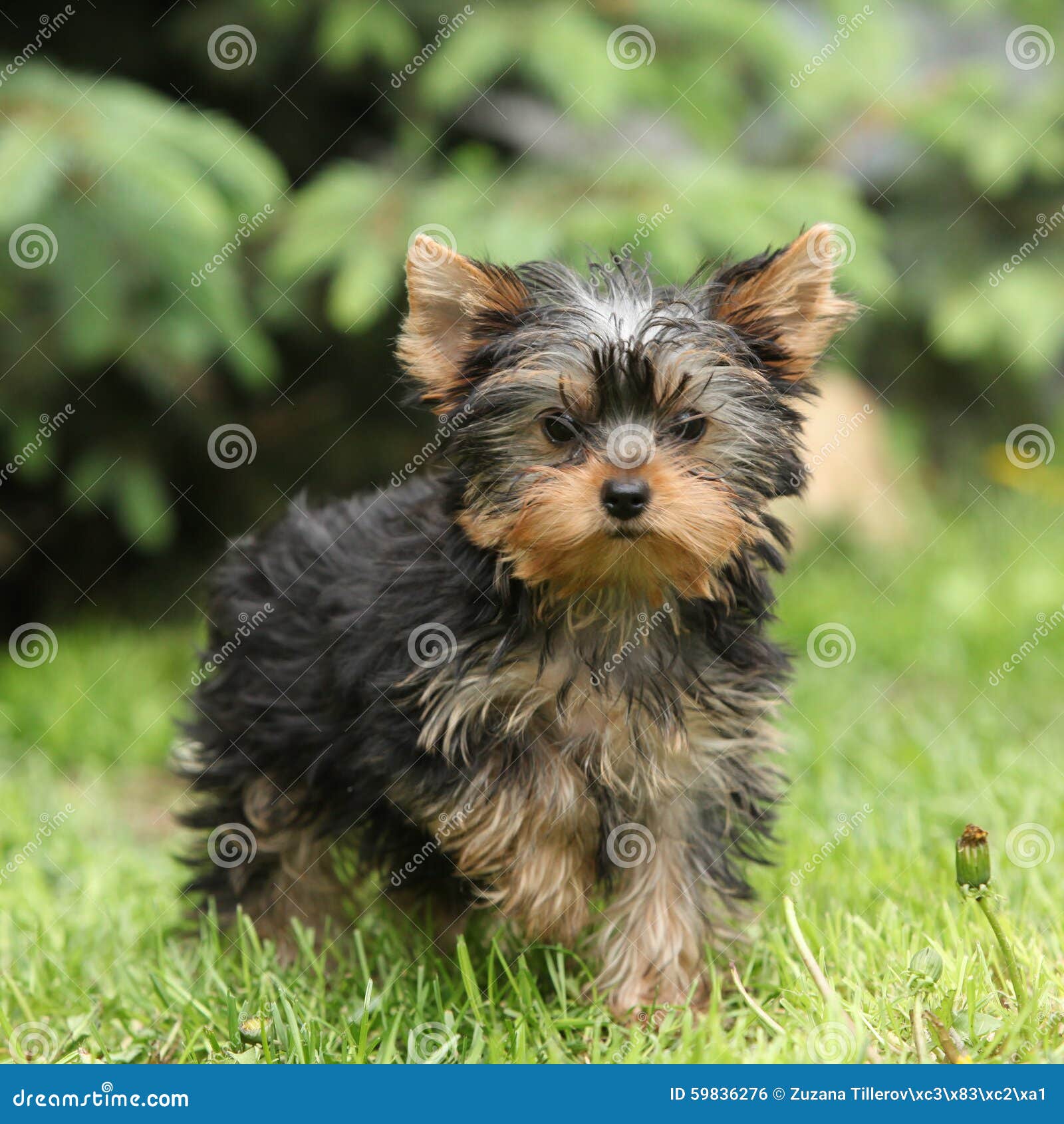 Gorgeous Puppy of Yorkshire Terrier in the Garden Stock Photo - Image ...