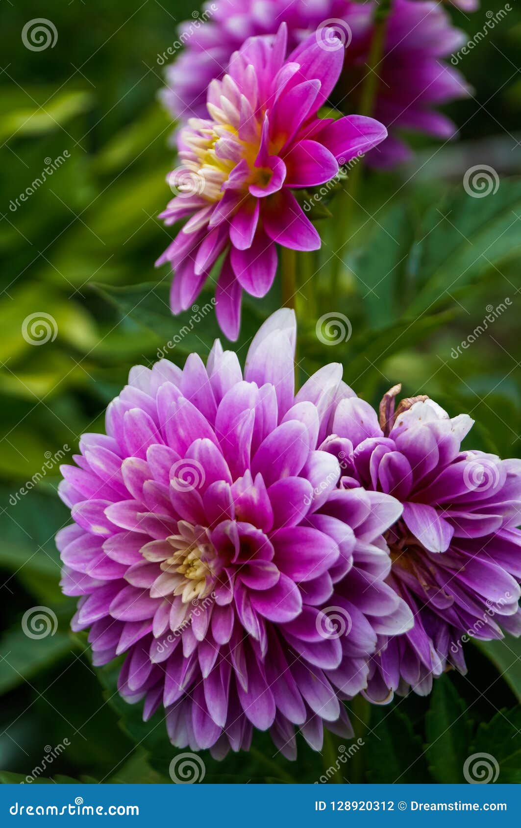 Gorgeous purple flower bud stock photo. Image of plant - 128920312