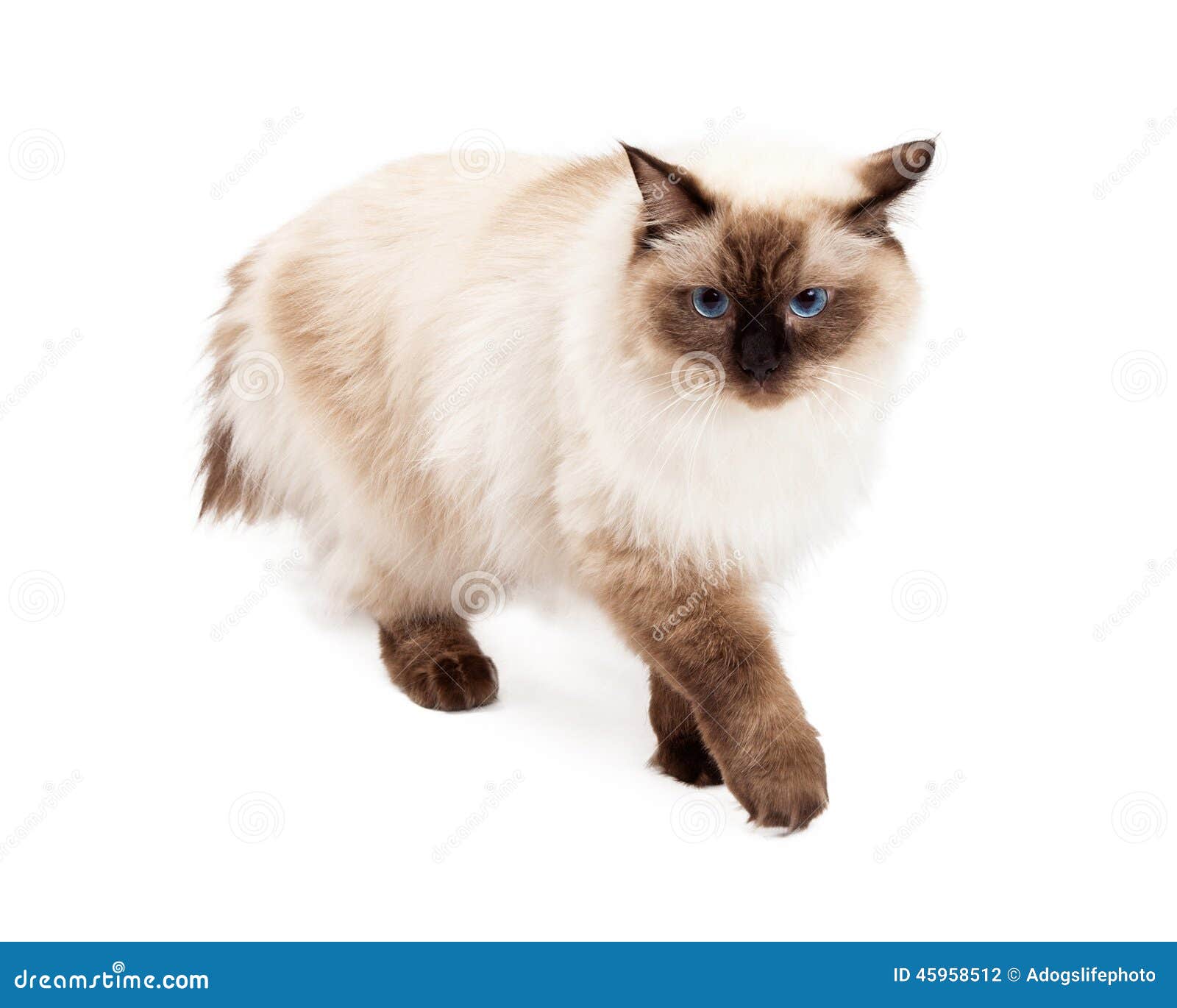 Gorgeous Ragdoll Cat Walking Stock Photo - Image of white, space: 45958512