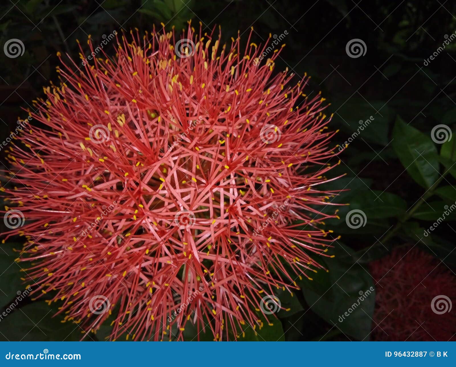 Gorgeous Red Flowers. stock image. Image of plant, flowers - 96432887