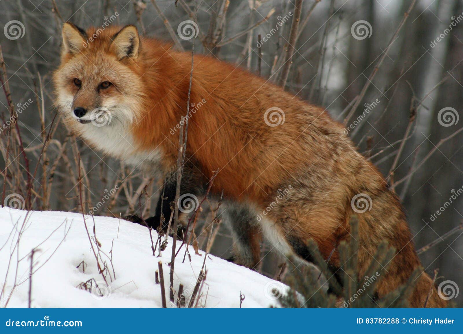 Gorgeous red fox stock photo. Image of fauna, gorgeous - 83782288