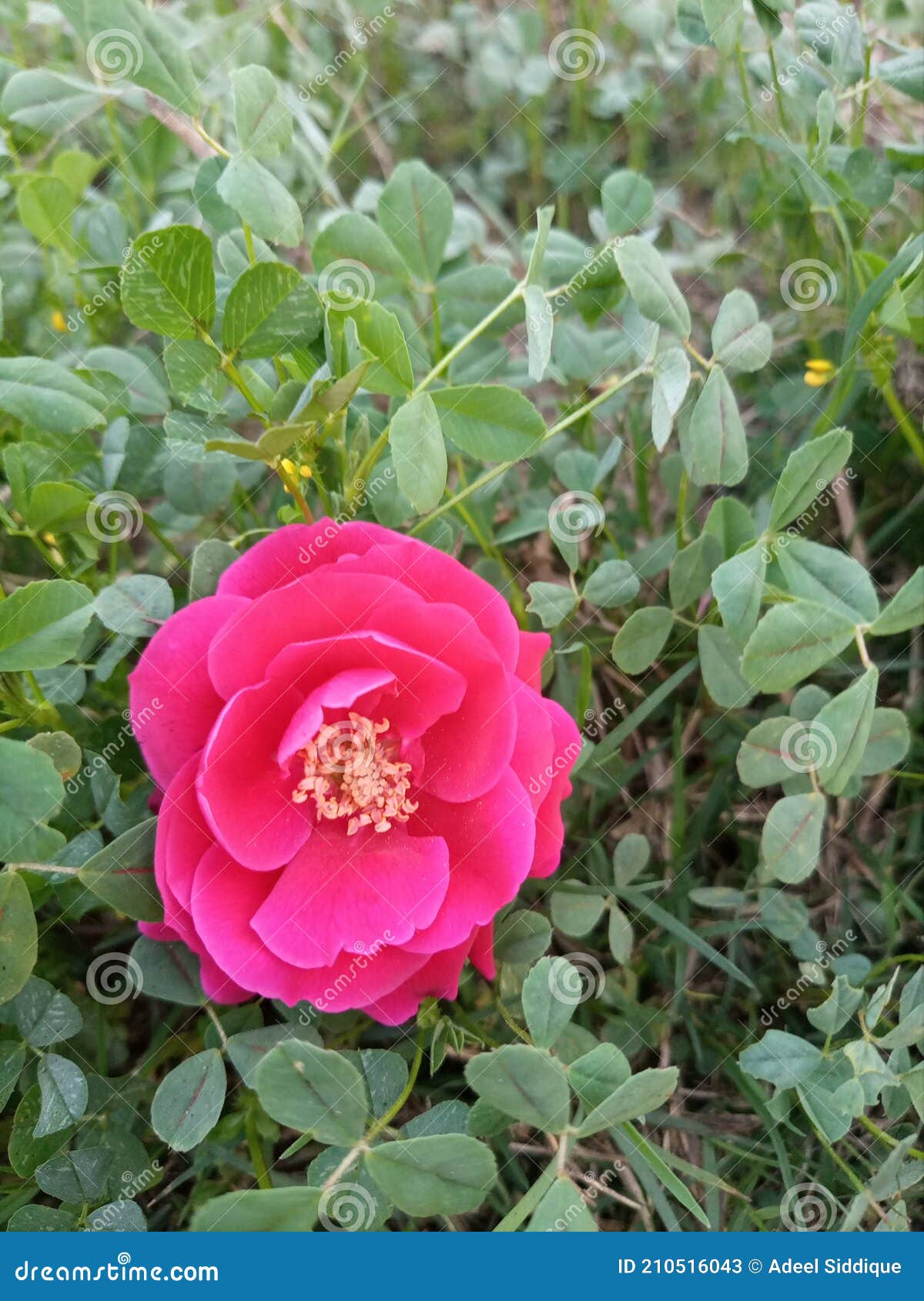 Gorgeous Red Rose Shining with Leaves Stock Image - Image of gorgeous ...