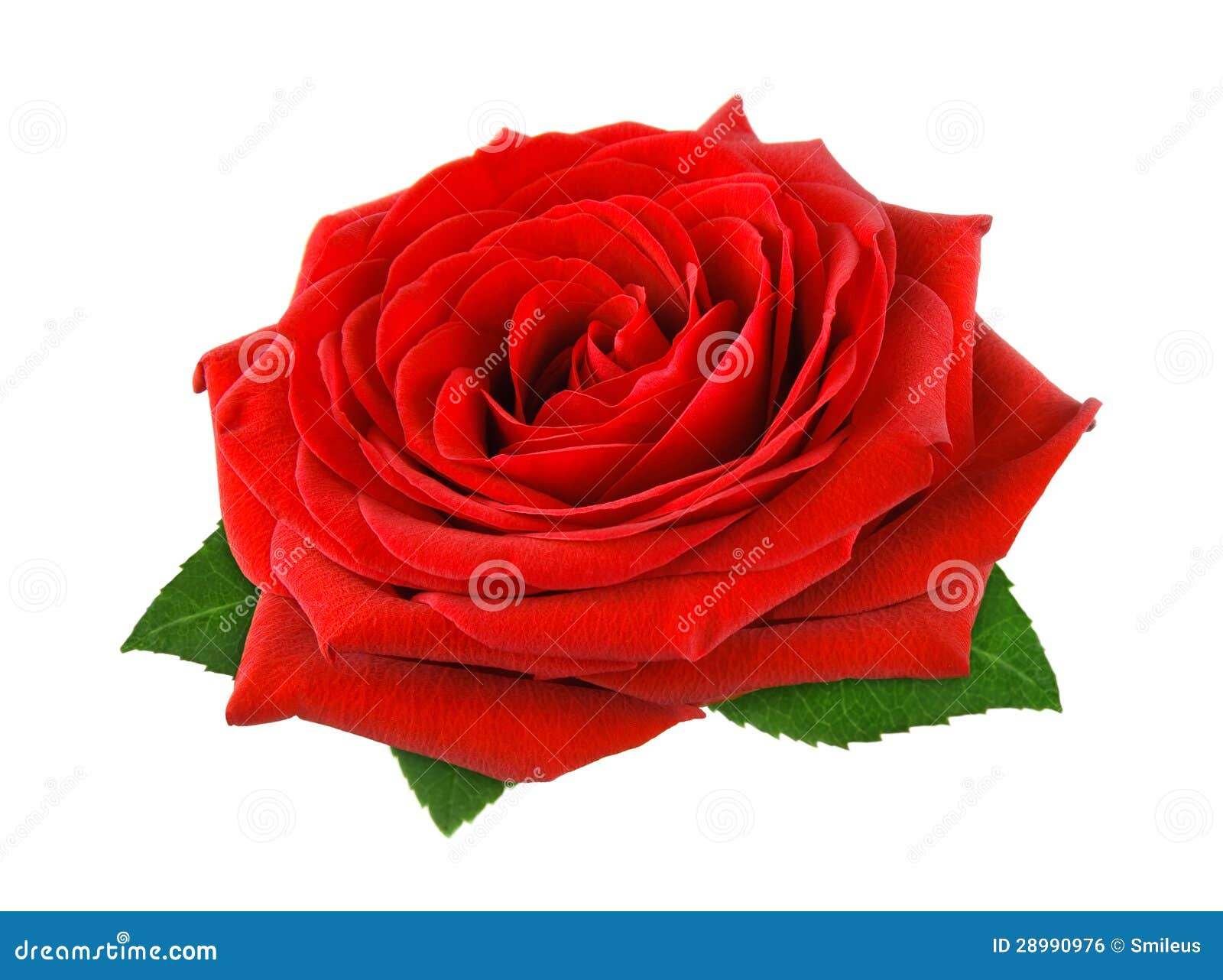 Gorgeous red rose on white stock photo. Image of isolated - 28990976