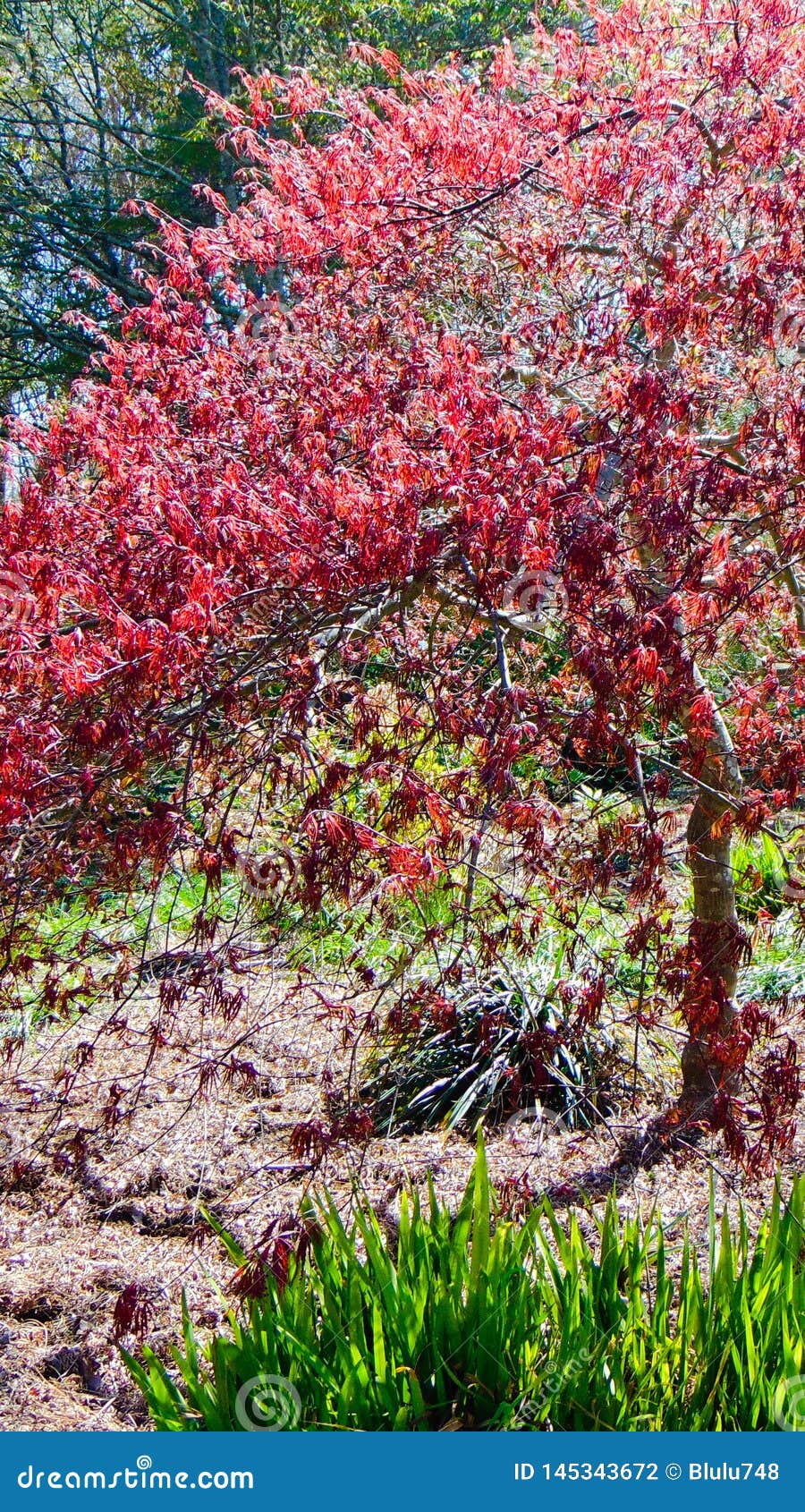 Gorgeous Red Tree. stock photo. Image of gorgeous, park - 145343672