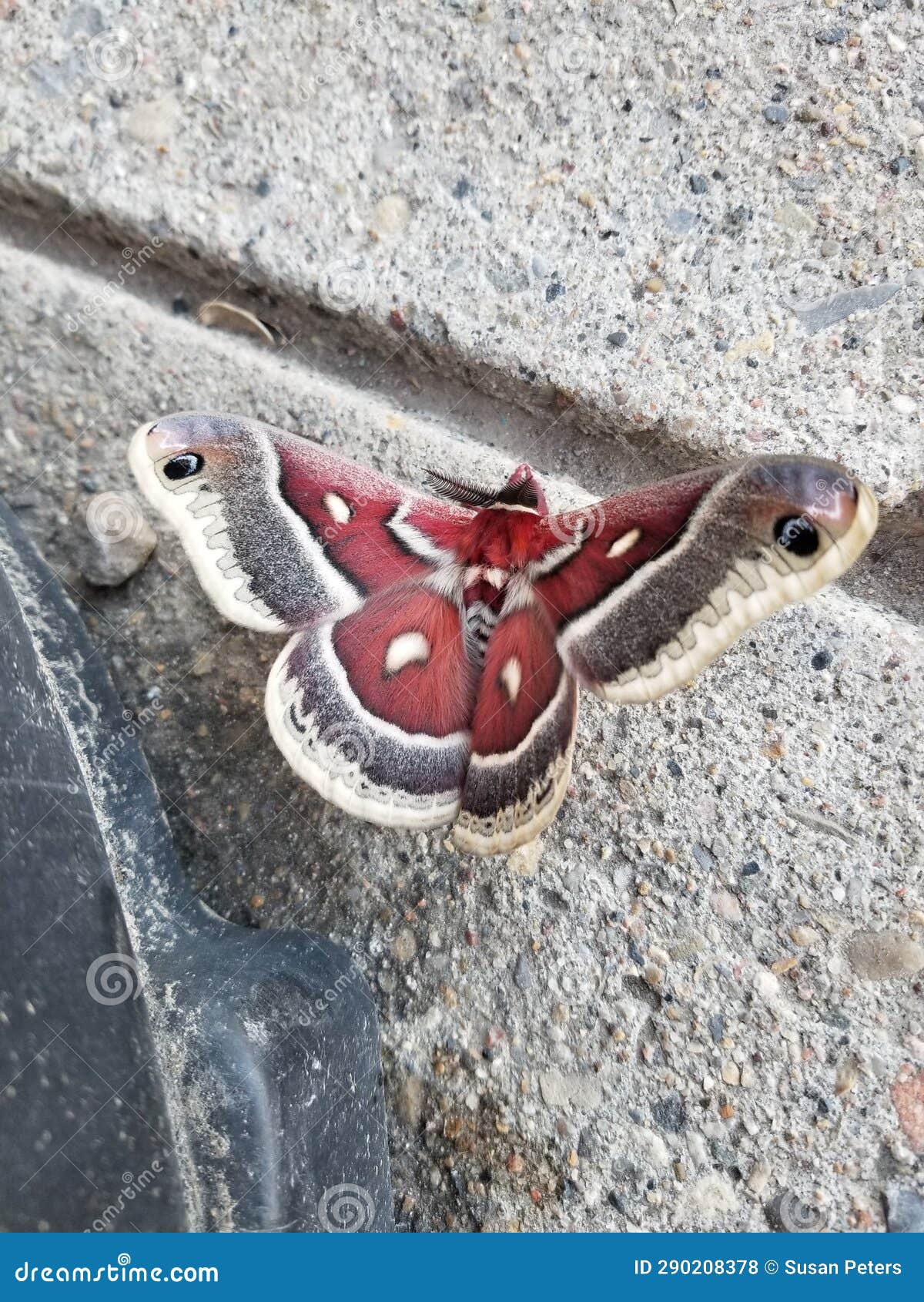 Gorgeous Red White and Grey Moth Stock Photo - Image of moth, white ...