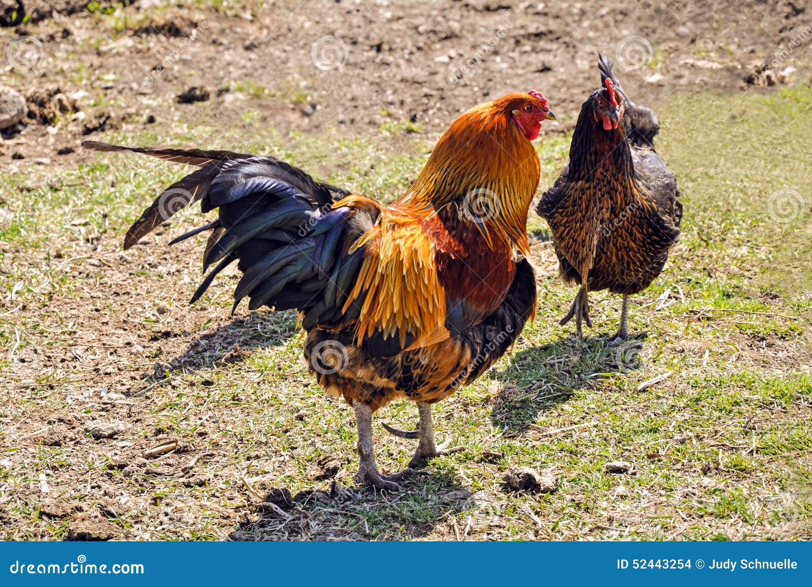 Gorgeous Rooster and Hen stock photo. Image of rooster - 52443254