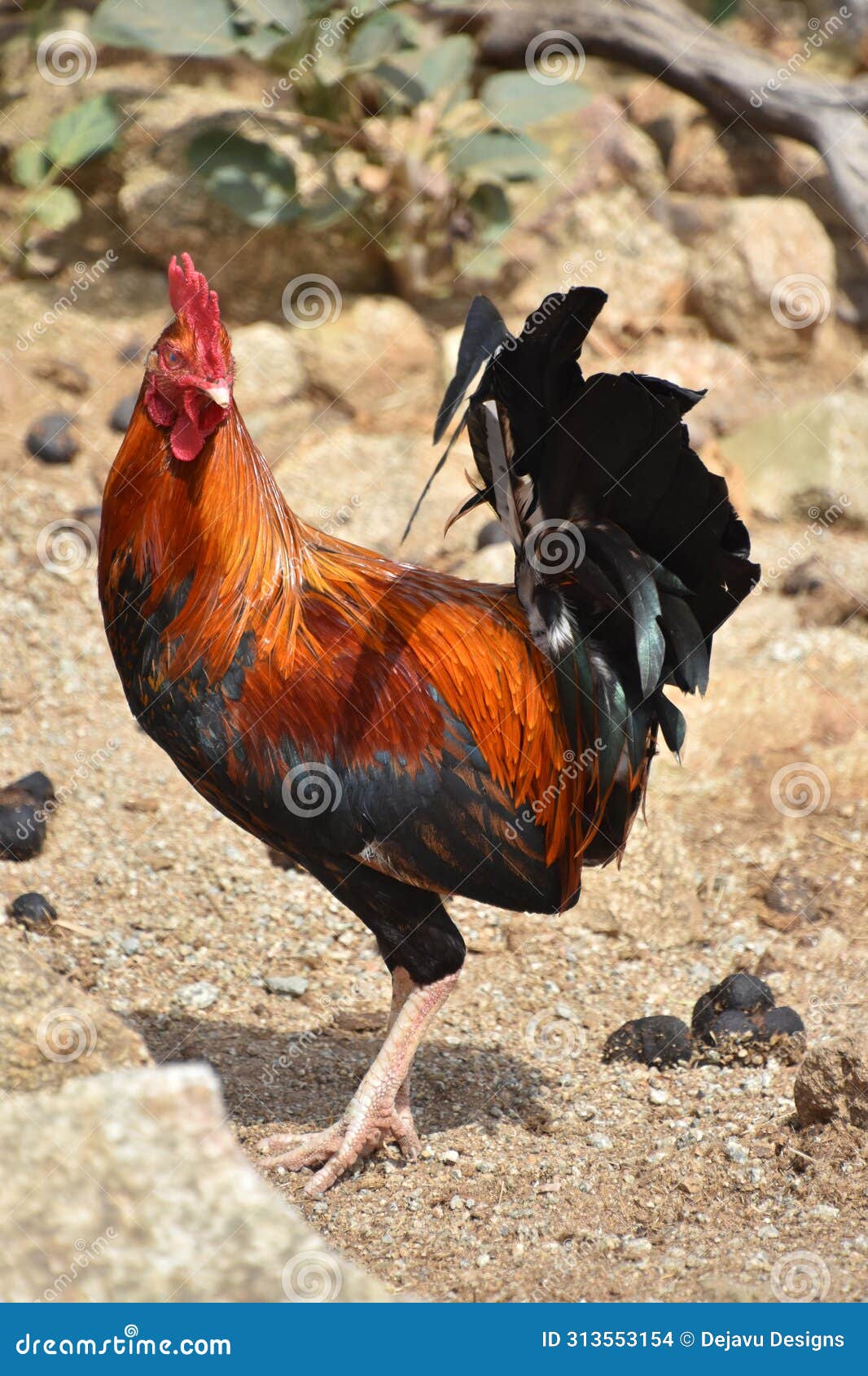 Gorgeous Rooster with a Red Comb and Silk Feathers Stock Photo - Image ...