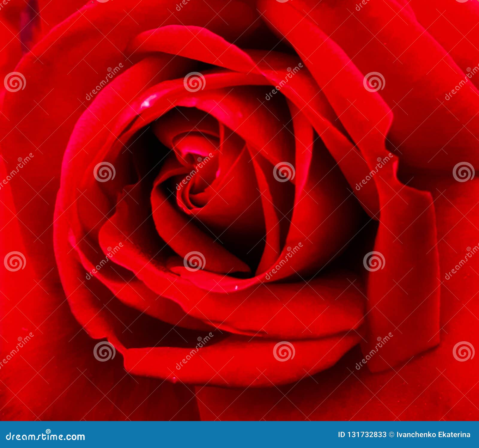 Gorgeous rose stock image. Image of rose, love, gorgeous - 131732833