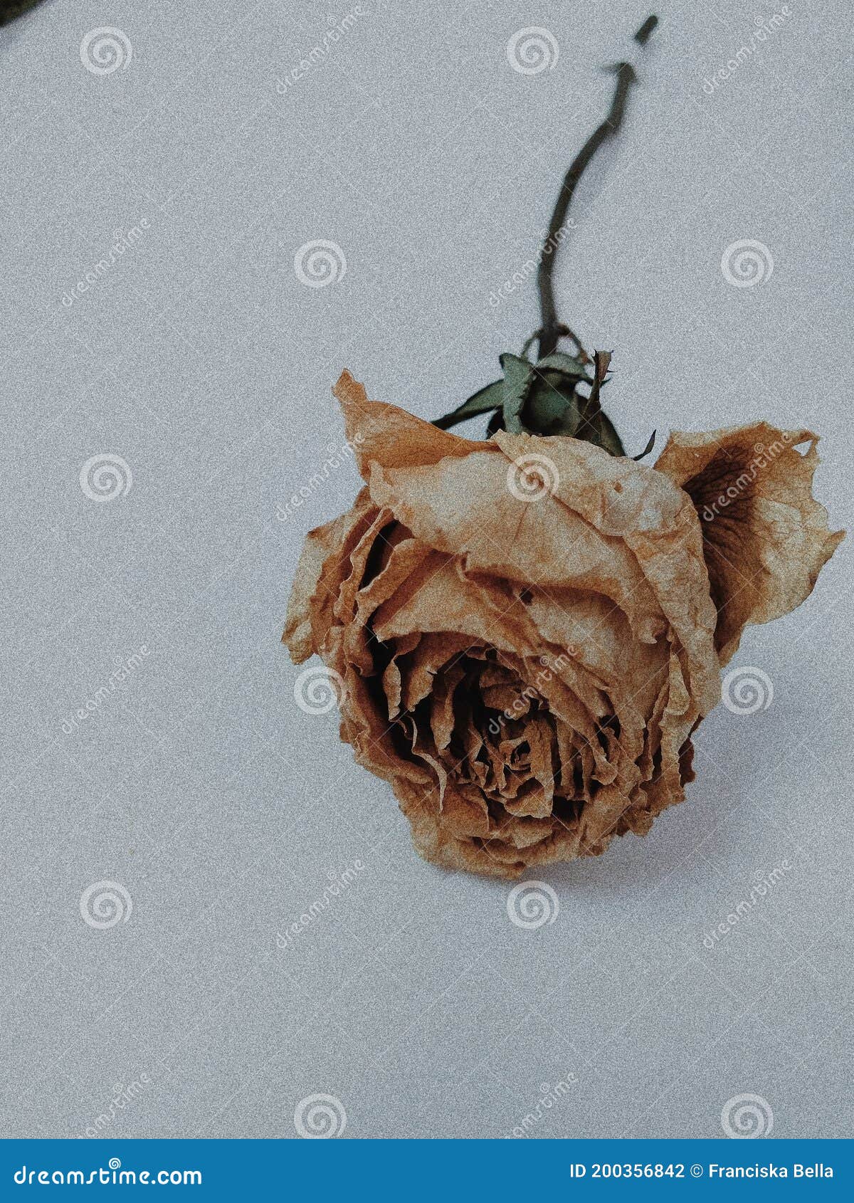 Gorgeous Dried Rose in the Wall Stock Photo - Image of dekor ...