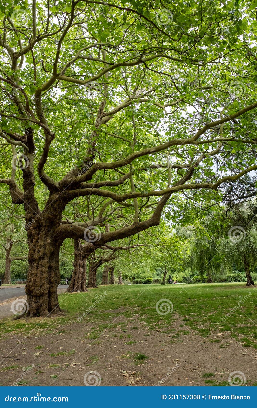Gorgeous Sequence of Trees with Thin Long Branches and Gorgeous Green ...