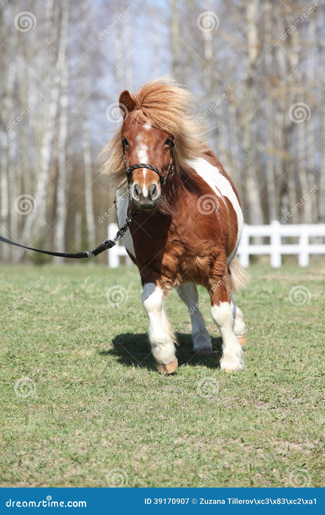 Gorgeous Shetland Pony Running Stock Image - Image of grazing, rope ...