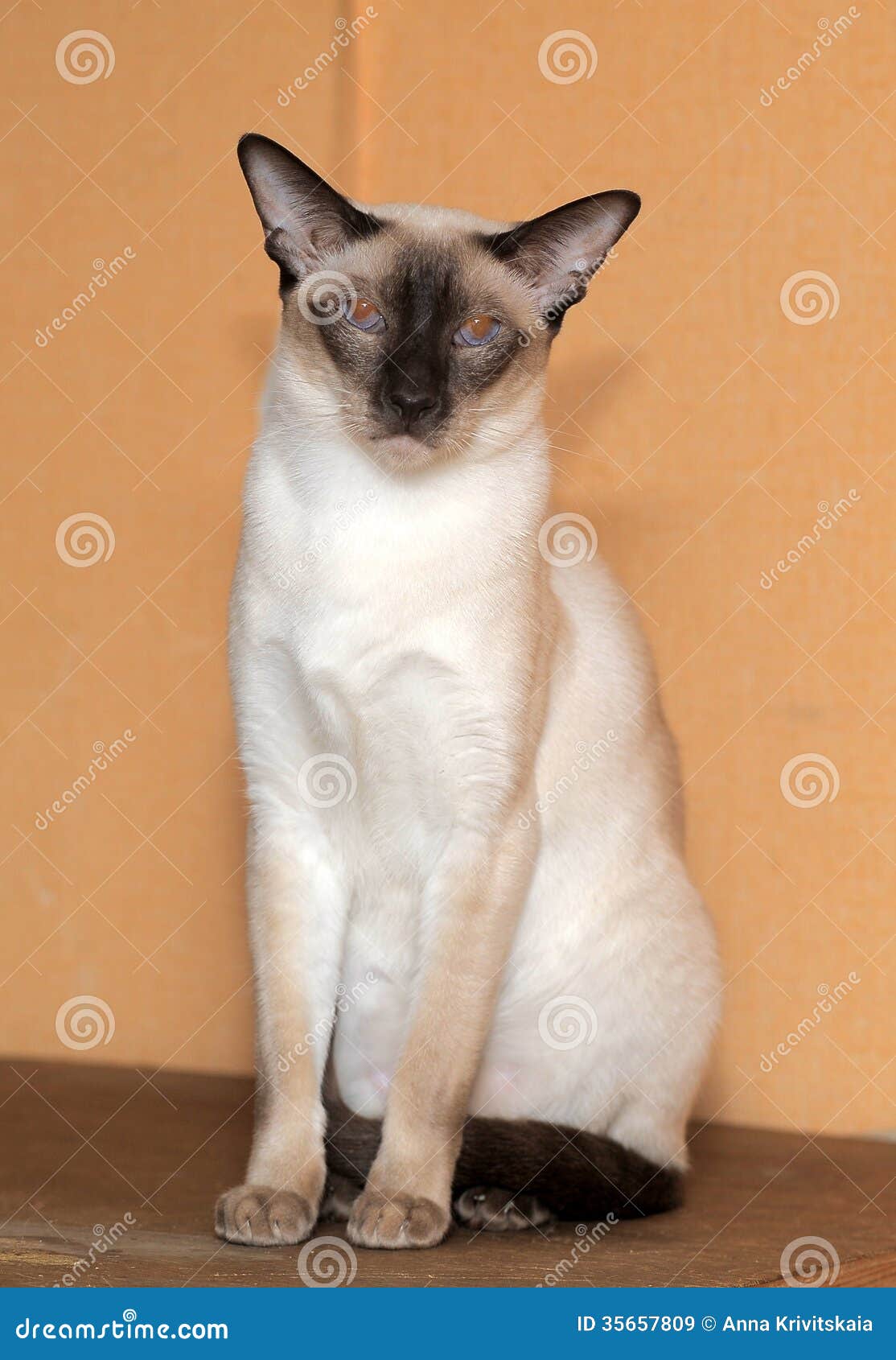 Gorgeous Siamese cat stock image. Image of indoor, calm - 35657809