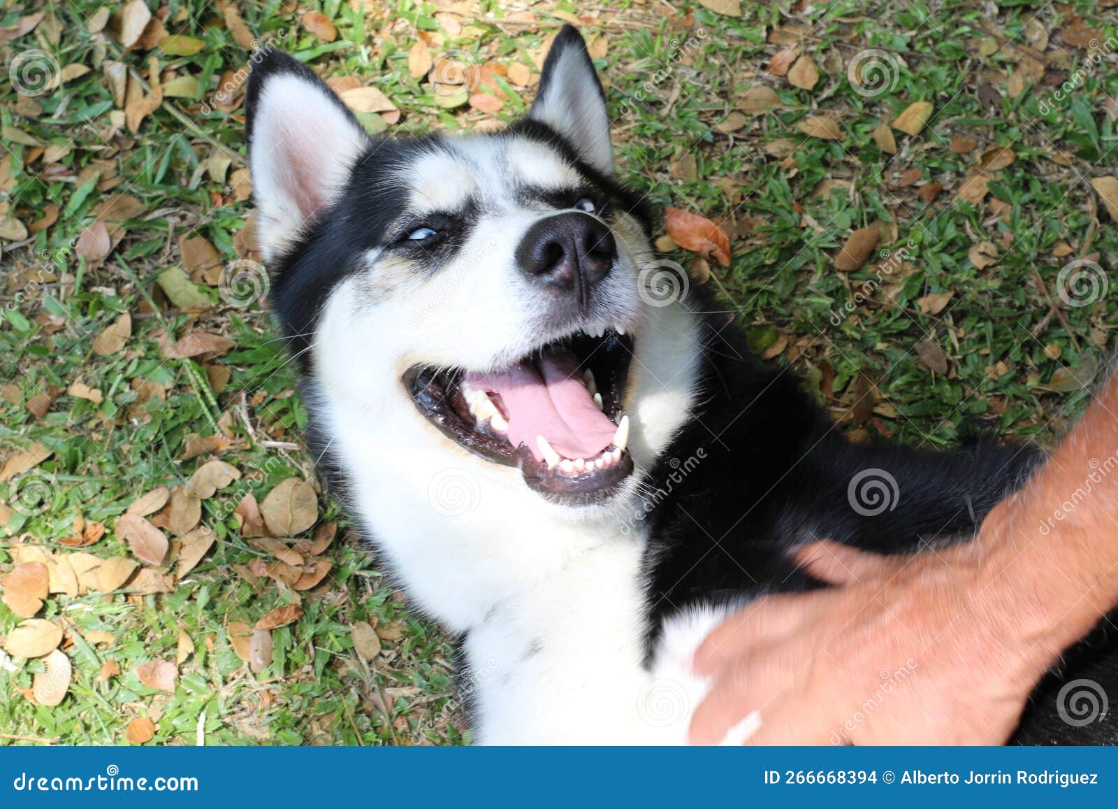 Gorgeous Siberian Husky Dog in the Park Stock Photo - Image of husky ...