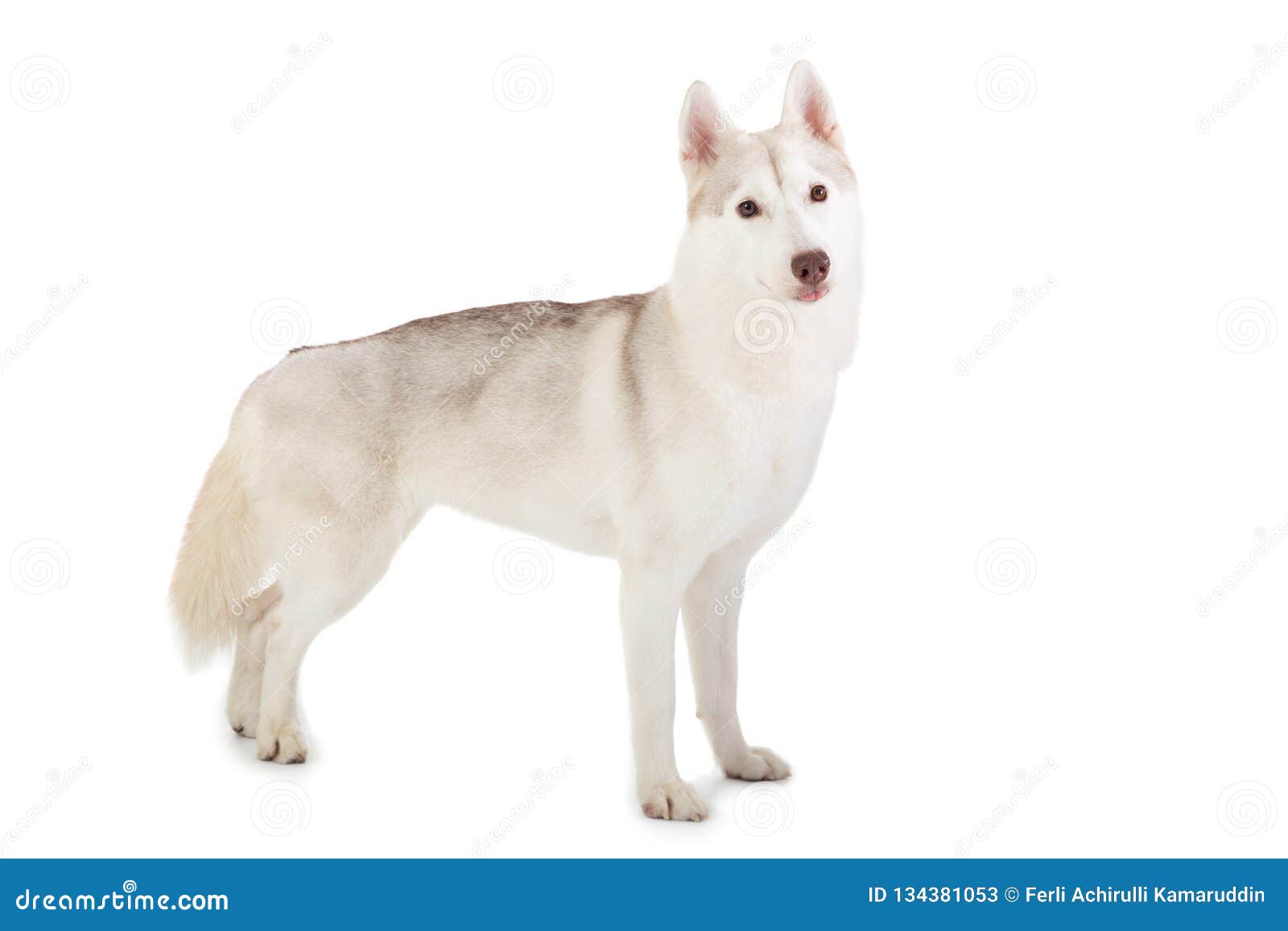 Gorgeous Siberian Husky Looking at Camera Stock Image - Image of lovely ...