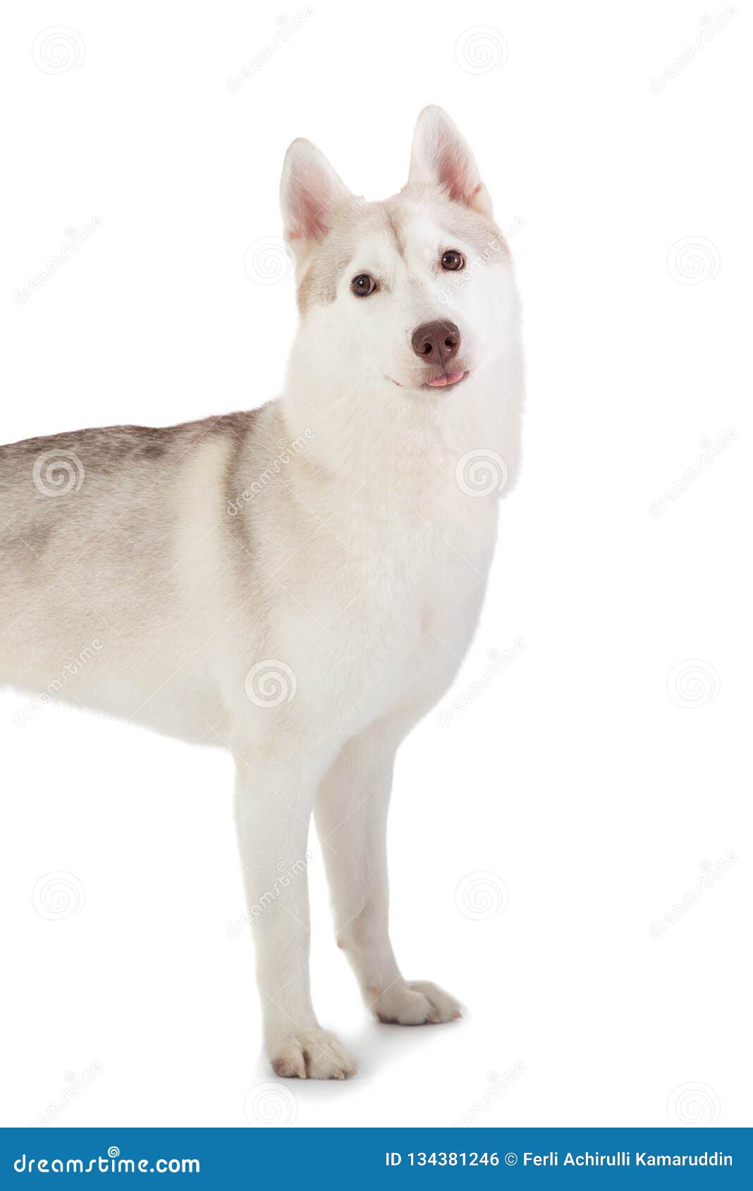 Gorgeous Siberian Husky Looking at Camera Stock Photo - Image of breed ...