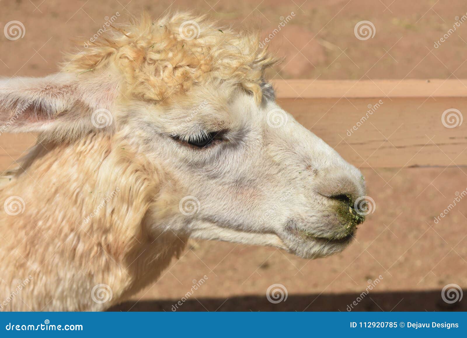 Beautiful Profile of an Alpaca Yearling Stock Image - Image of wildlife ...