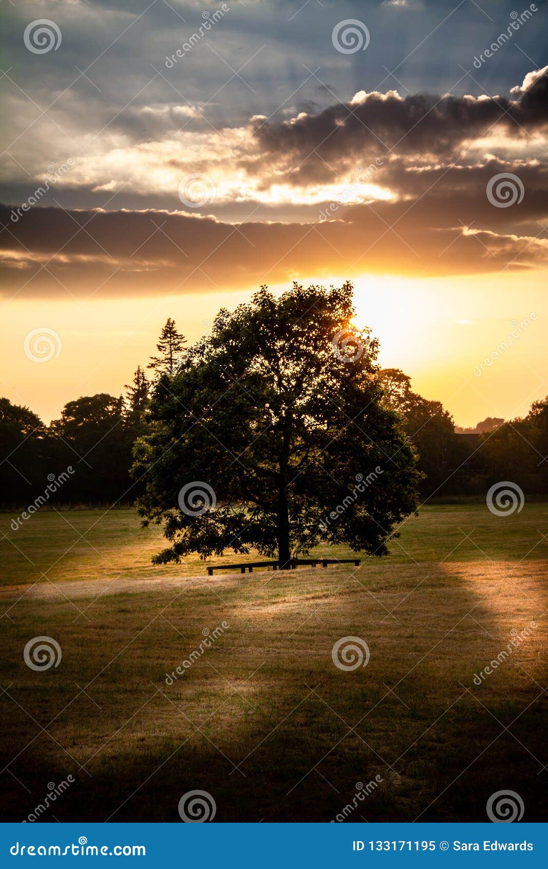 Gorgeous Silhouette of a Single Tree at Sunset Stock Image - Image of ...