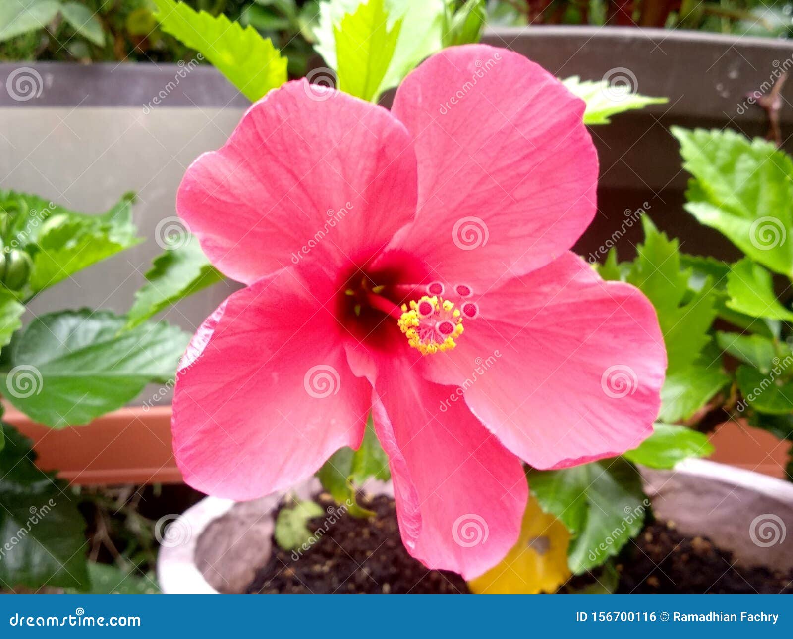 A Gorgeous Single Hibiscus stock photo. Image of hibiscus - 156700116