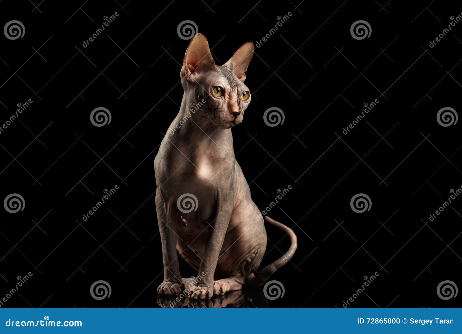 Gorgeous Sphynx Cat Sitting Curious Looks Isolated on Black Stock Photo ...