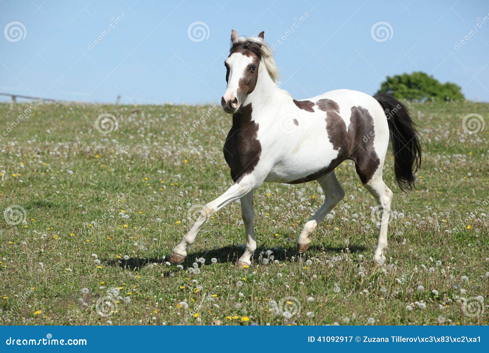 Gorgeous Spotted Horse Running on Spring Pasturage Stock Image - Image ...