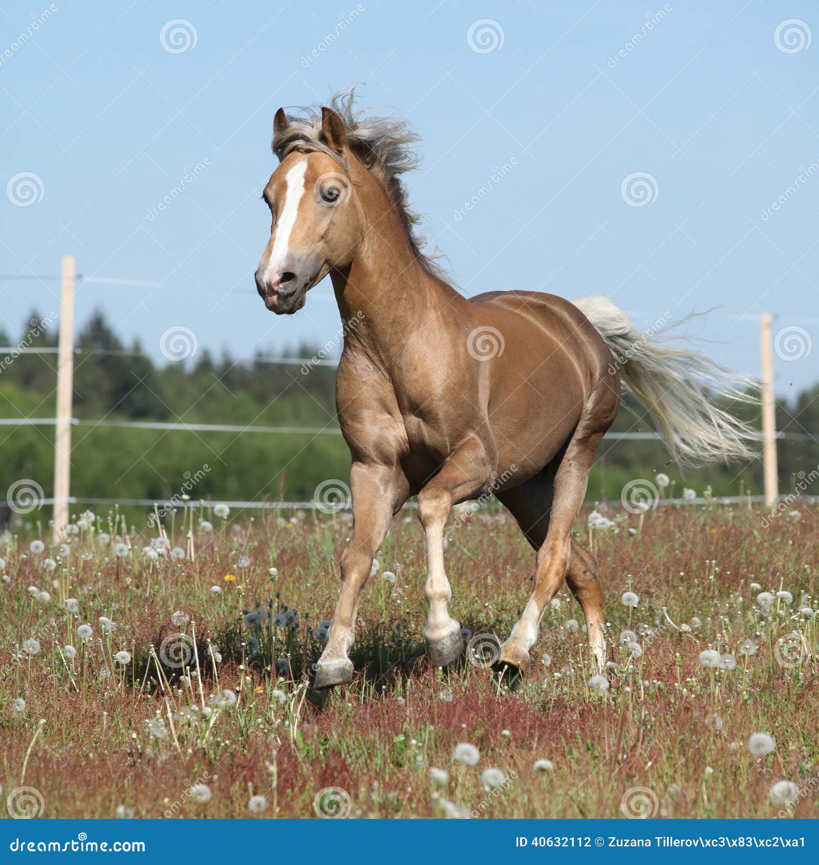 Gorgeous Stallion Running on Spring Pasturage Stock Photo - Image of ...