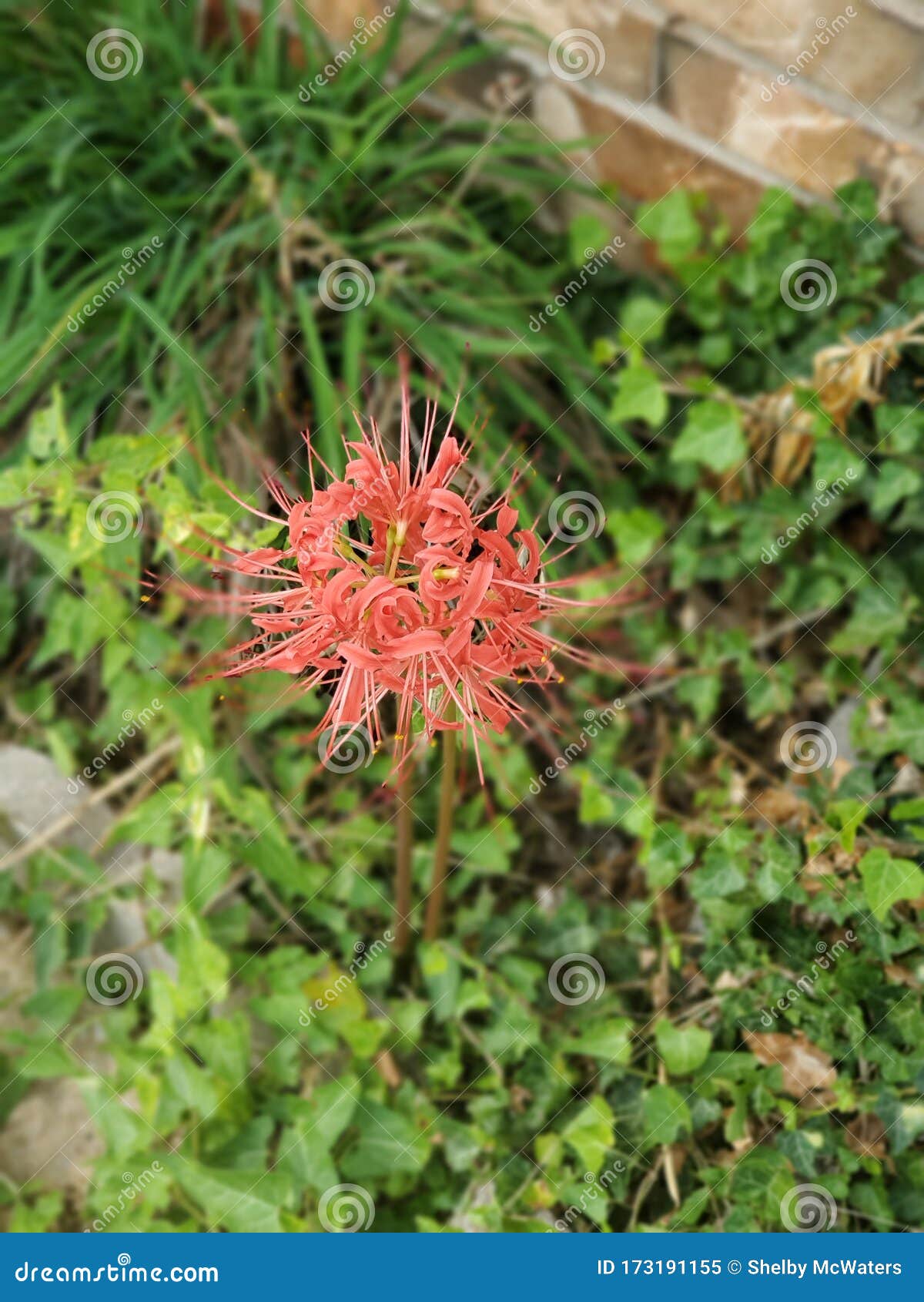 Gorgeous Sunset Colored Flower Blooming Stock Image - Image of blooming ...