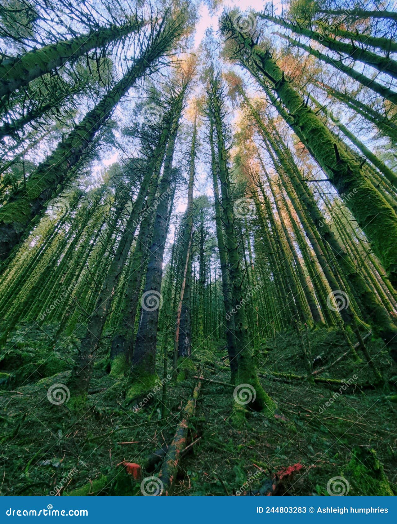 Gorgeous Tall Green Trees with Autumnal Colours Stock Image - Image of ...