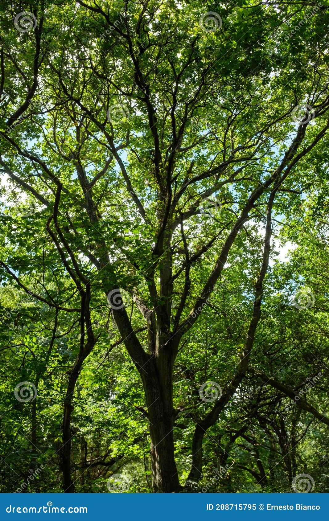 Gorgeous Thin Tree with Long Branches Being Lit by the Sun Editorial ...