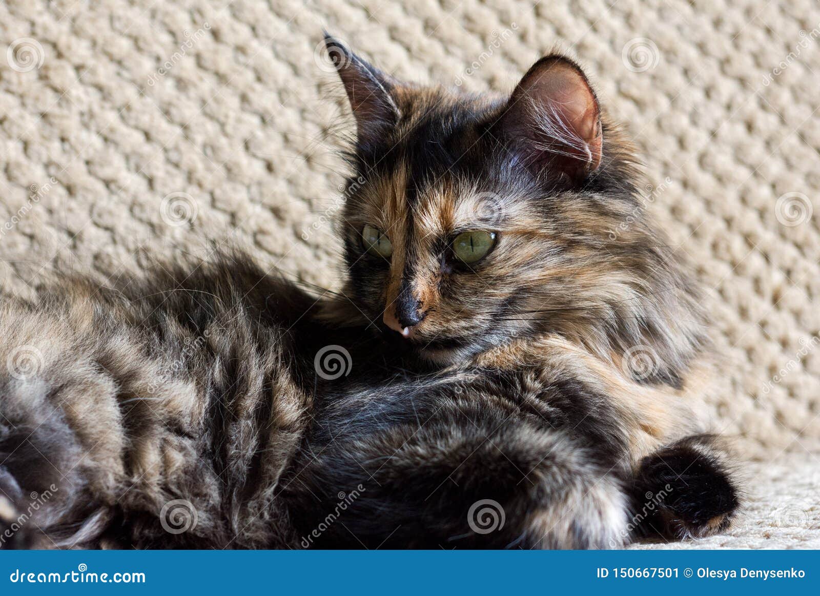 Gorgeous Three Colored Cat. Cat with Yellow Eyes Stock Image - Image of ...