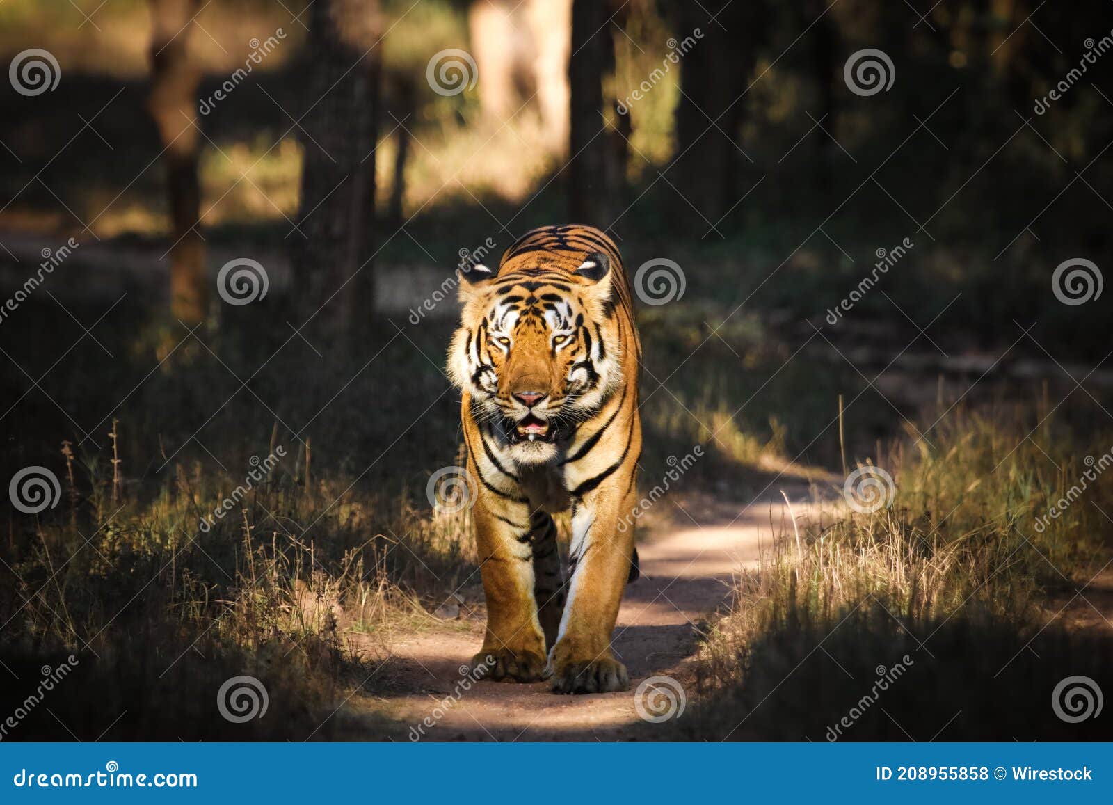 Gorgeous Tiger Walking through a Narrow Path Stock Photo - Image of ...