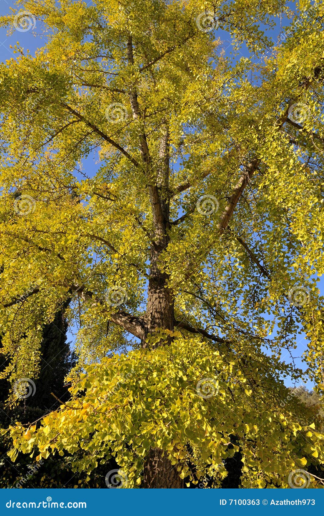 Gorgeous Tree stock image. Image of plant, leaves, nature - 7100363