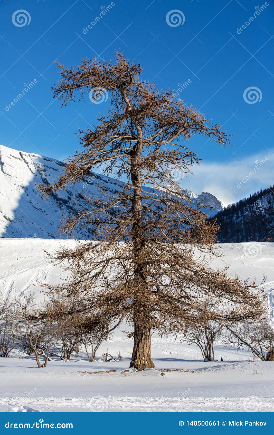 Gorgeous Tree on the Background of the Alpine Mountains Stock Image ...