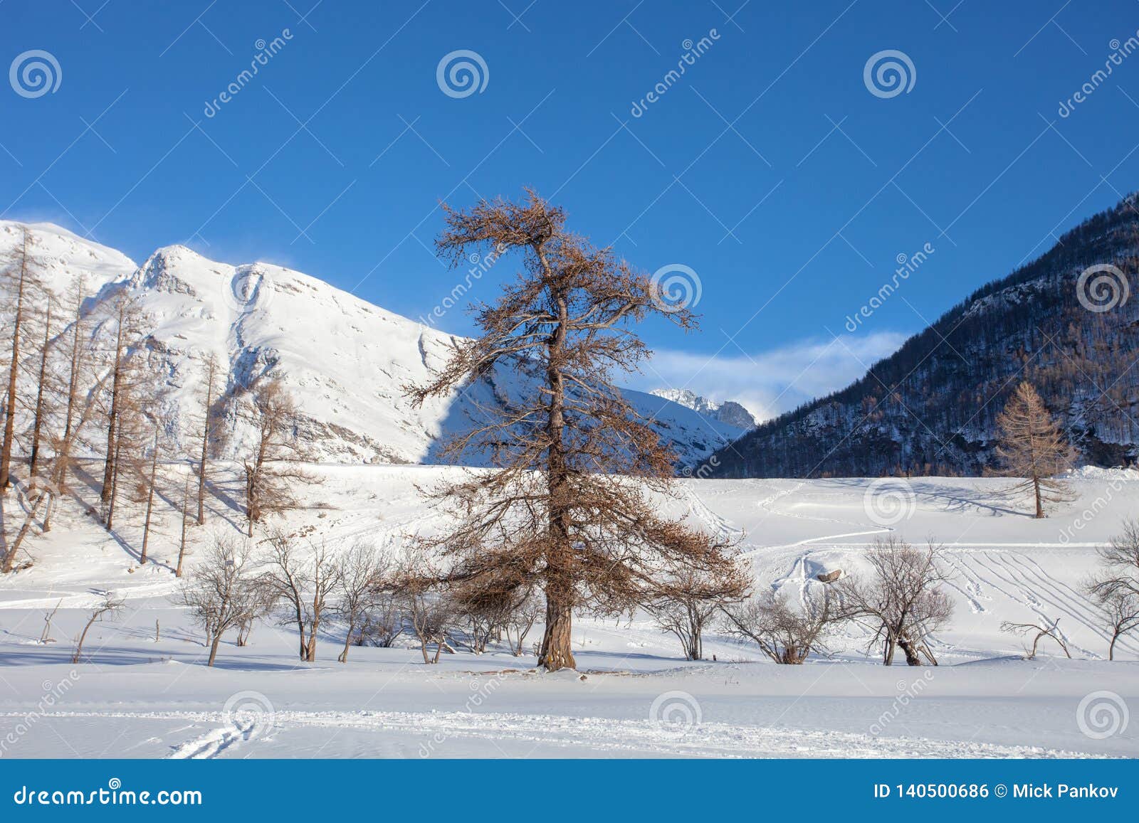 Gorgeous Tree on the Background of the Alpine Mountains Stock Photo ...