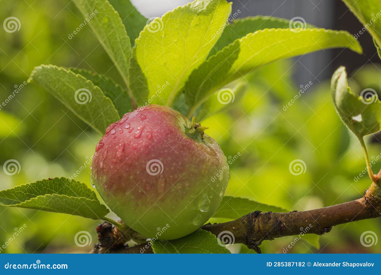Gorgeous View of Apple on Tree with Drops from Rain in Summer Day ...
