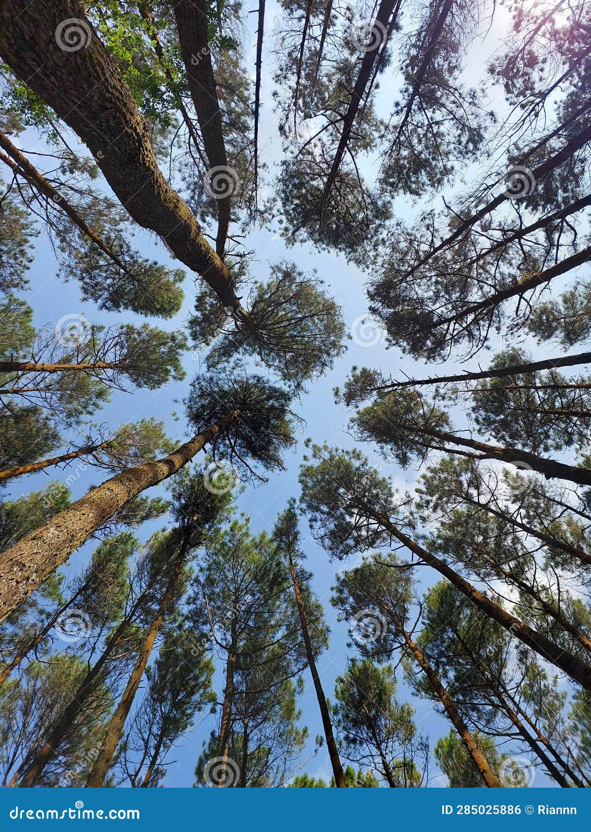 Gorgeous View of the Forest from Below Stock Photo - Image of cluster ...