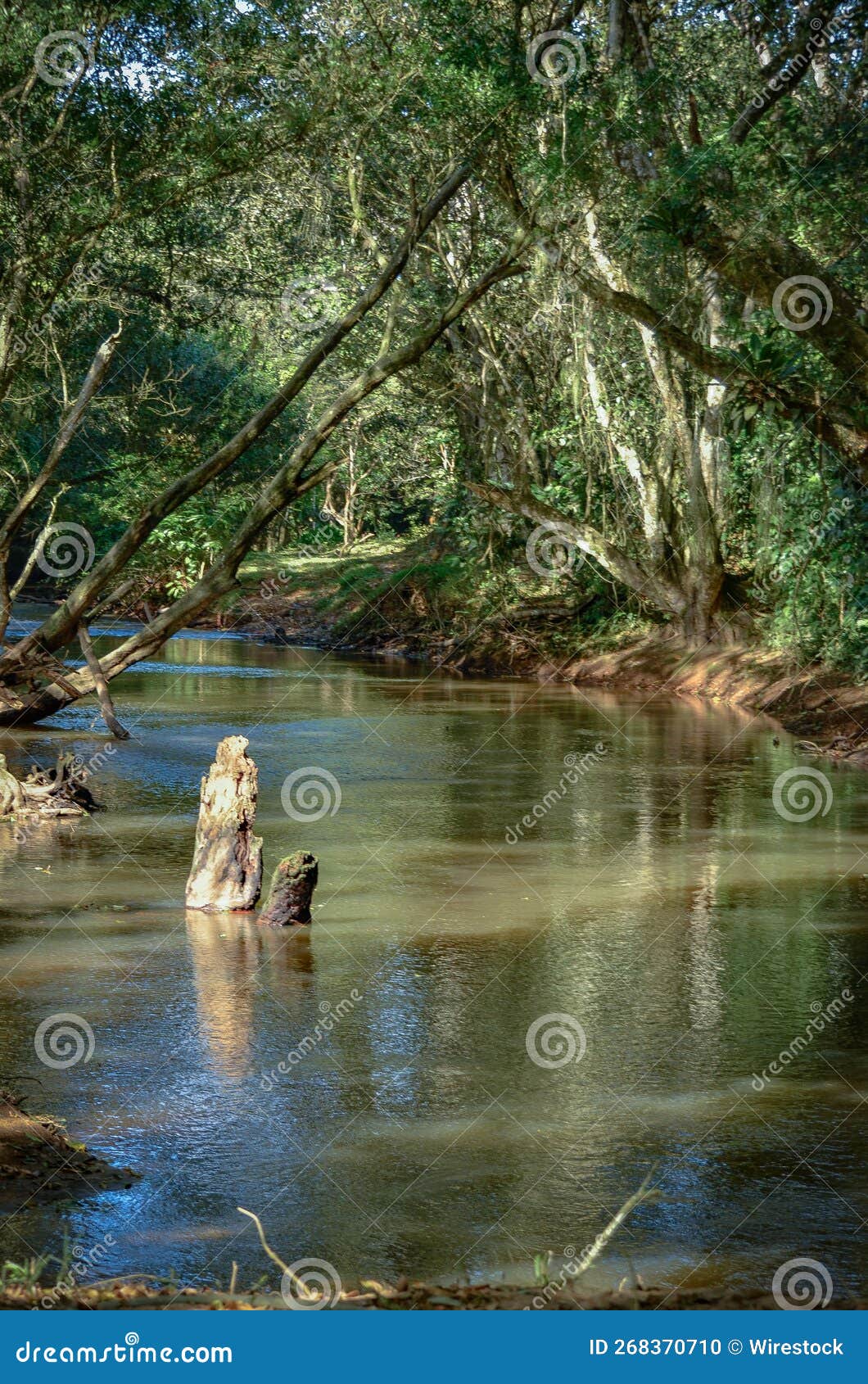 Gorgeous View of a Peaceful Pond Surrounded by Lush Greenery in a ...