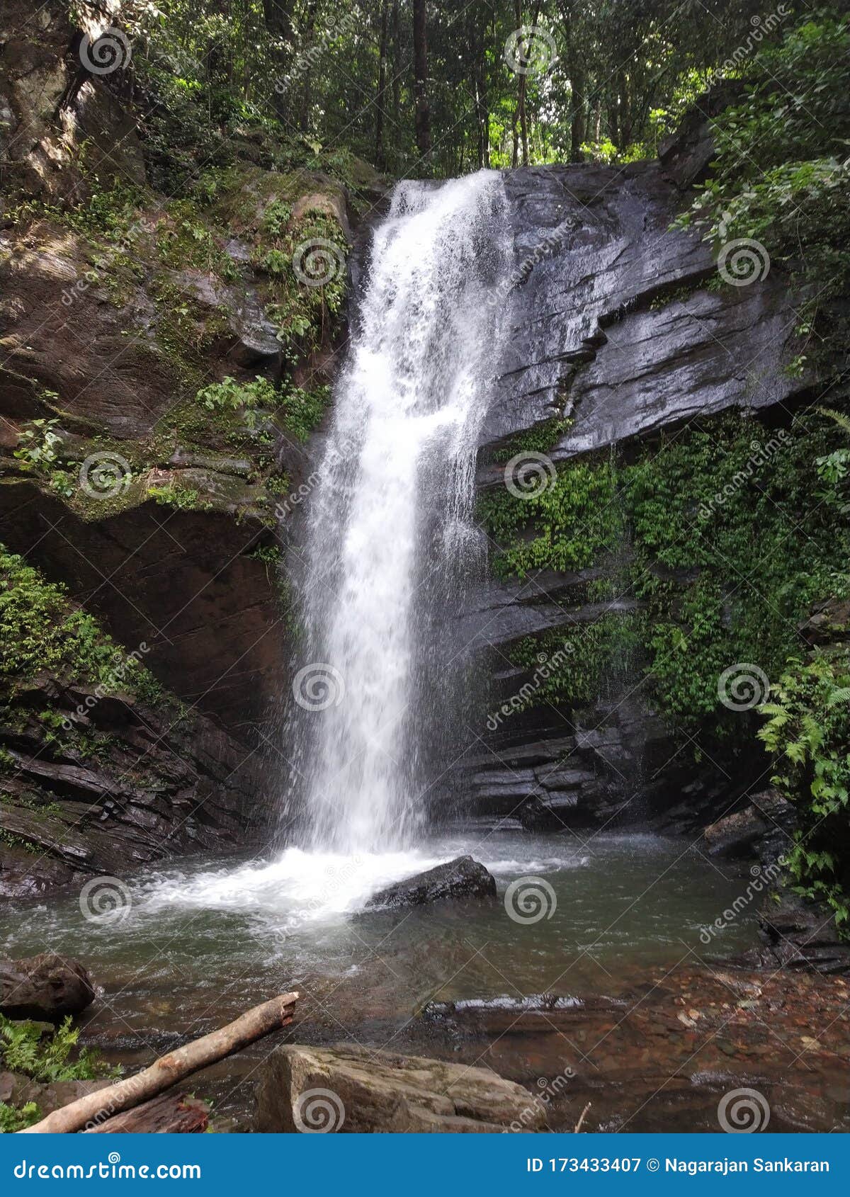 Hidden Gem of the Rainforest Stock Image - Image of leeches, rainforest ...