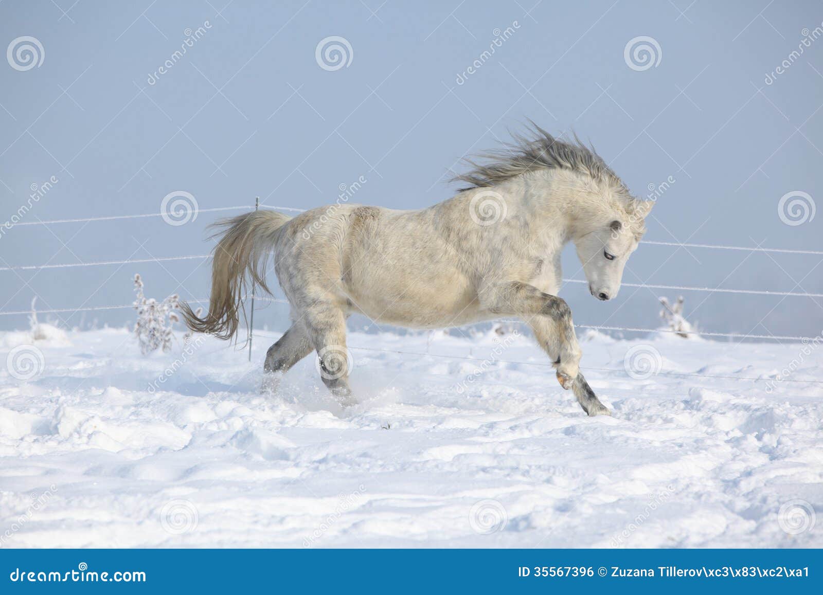 Gorgeous Welsh Mountain Pony Running in Winter Stock Photo - Image of ...