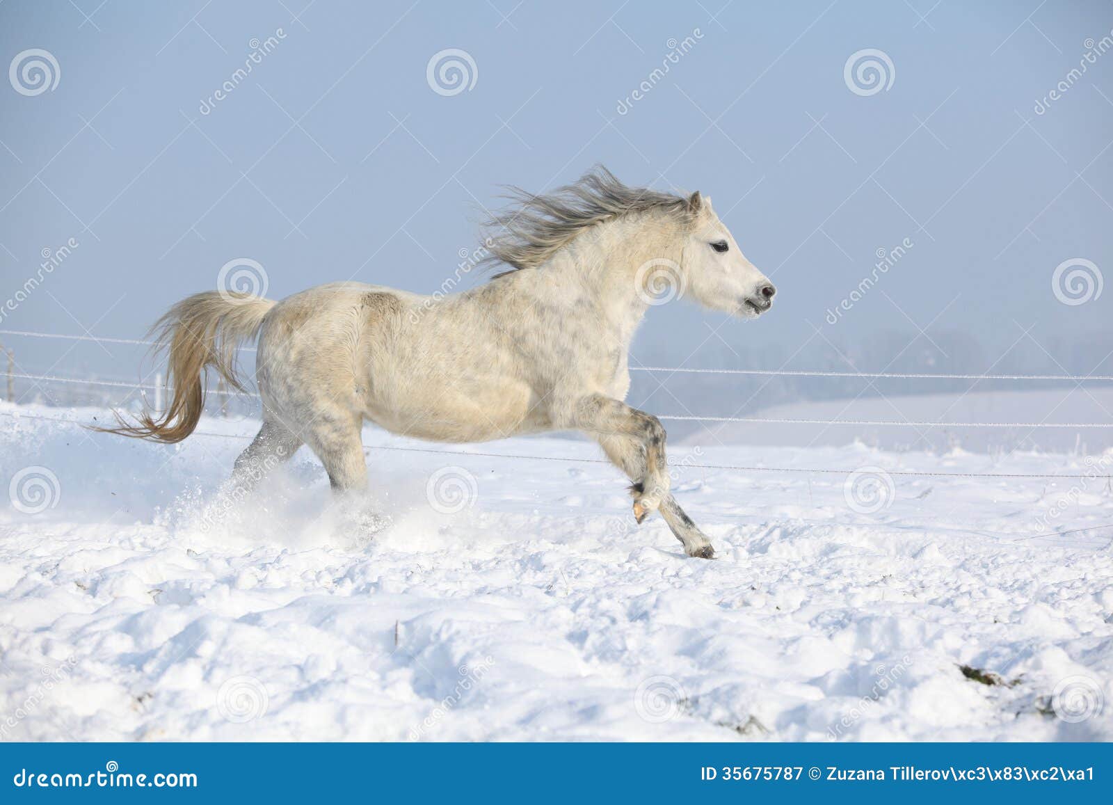 Gorgeous Welsh Mountain Pony Running in Winter Stock Image - Image of ...