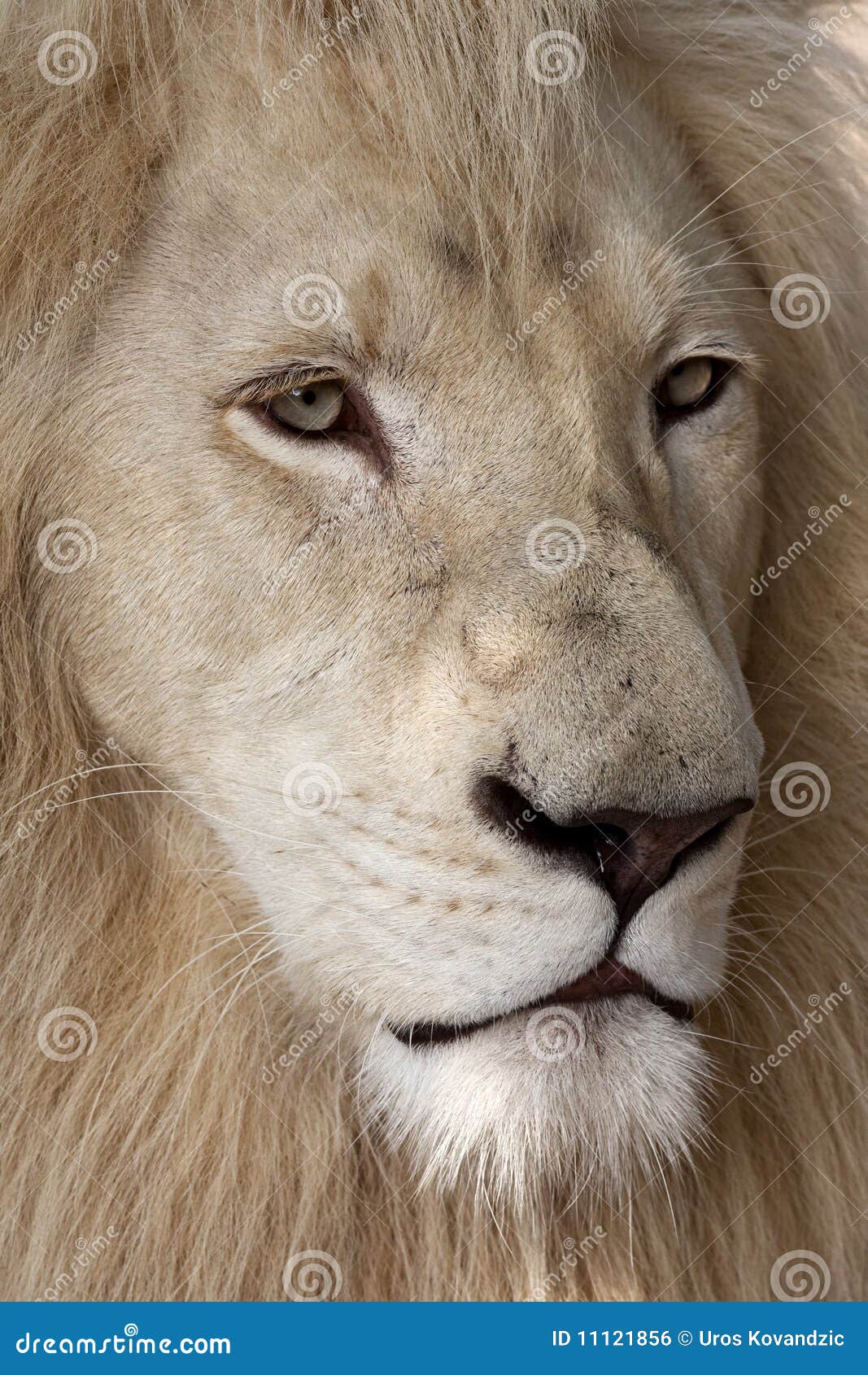 Gorgeous white lion stock photo. Image of focus, hair - 11121856