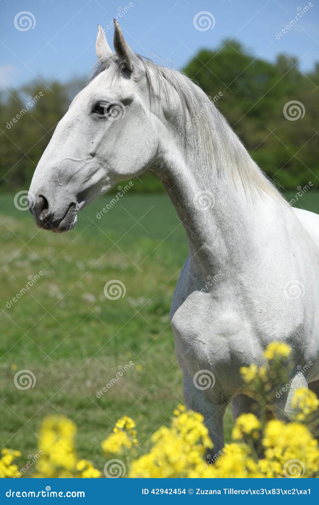 Gorgeous White Lipizzaner with Yellow Flowers Stock Photo - Image of ...
