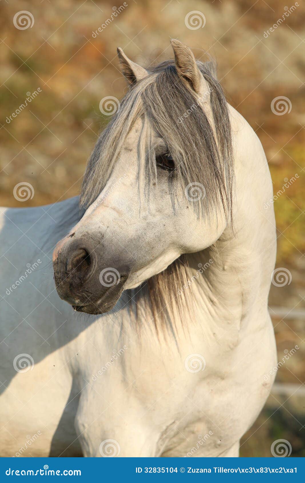 Gorgeous White Stallion of Welsh Mountain Pony Stock Photo - Image of ...