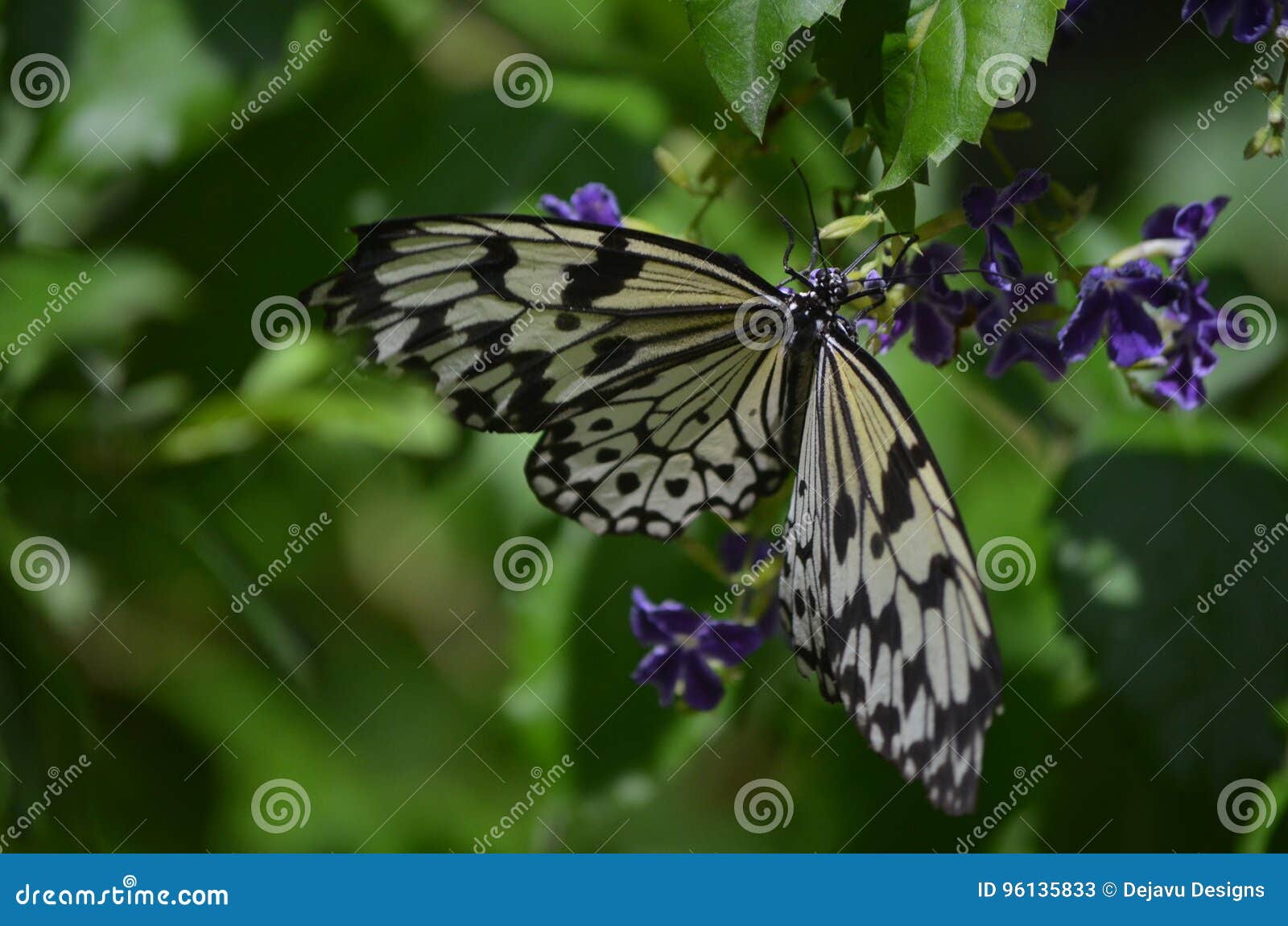 Gorgeous White Tree Nymph Butterfly with it& X27;s Wings Spread Stock ...