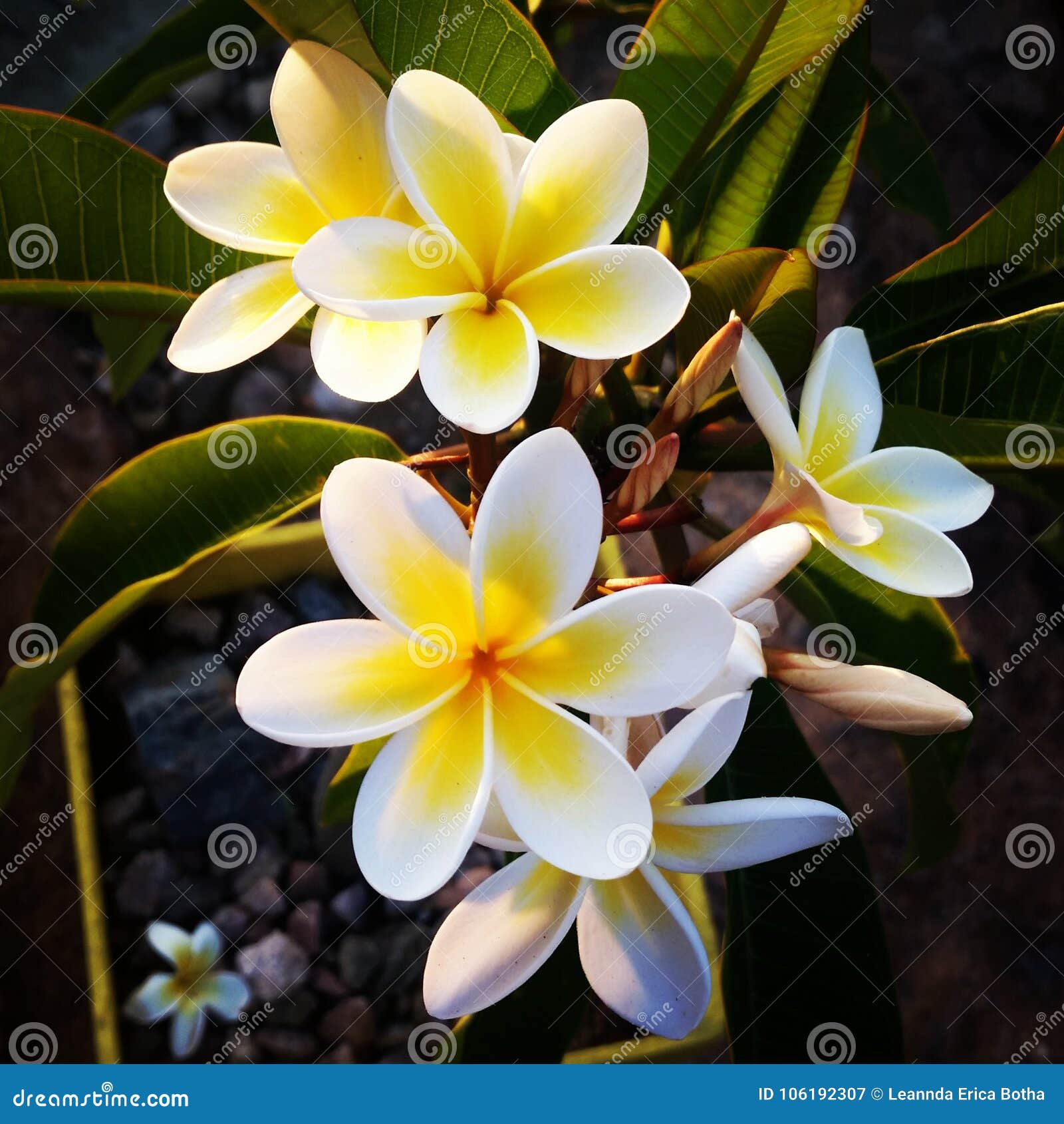 Beautiful Frangipani stock image. Image of beautiful - 106192307