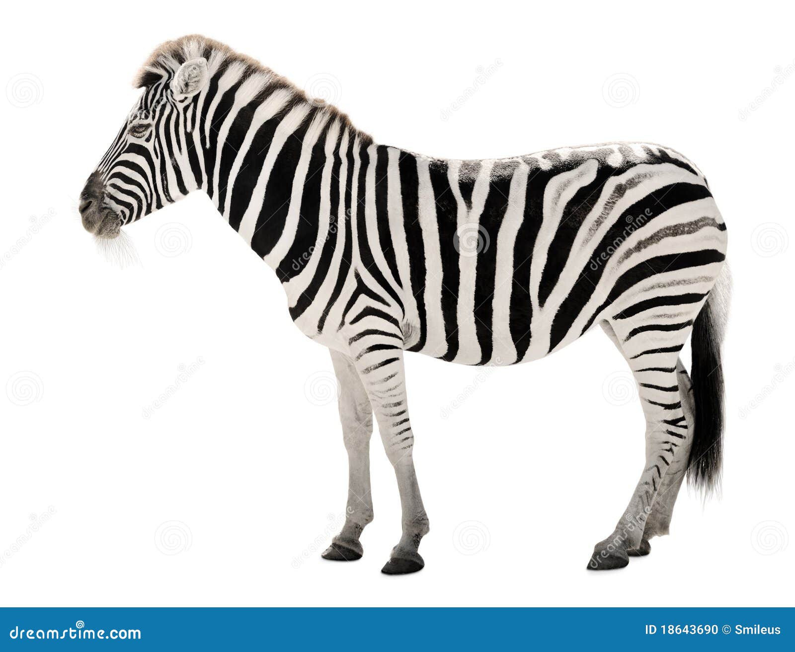 Gorgeous Zebra on White Background Stock Photo - Image of savanna ...