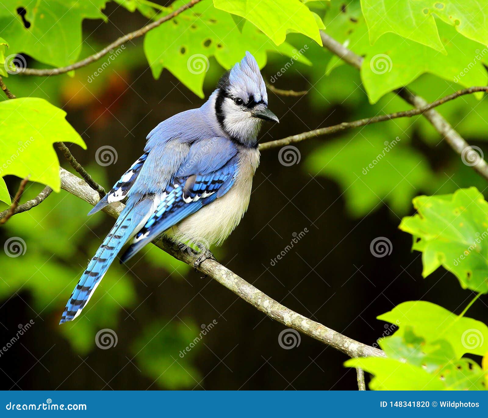 Gorgeous Blue Jay in Yellow Poplar Stock Photo - Image of bluejay ...